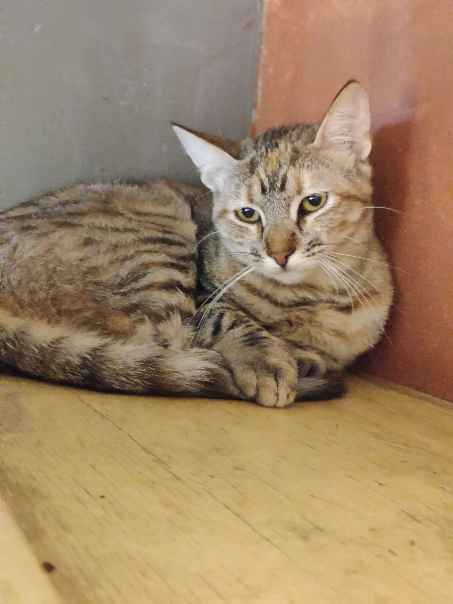 Cats — Denver Cat Company