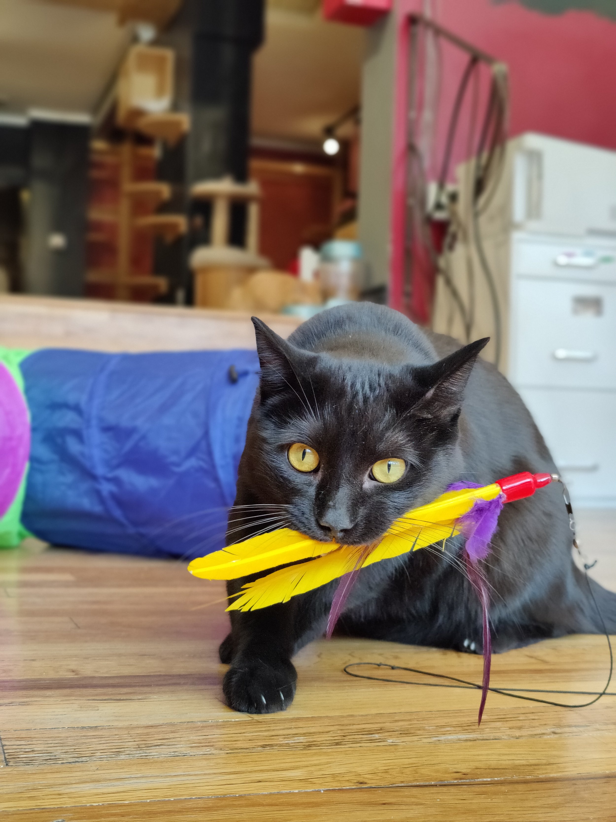 Cats — Denver Cat Company