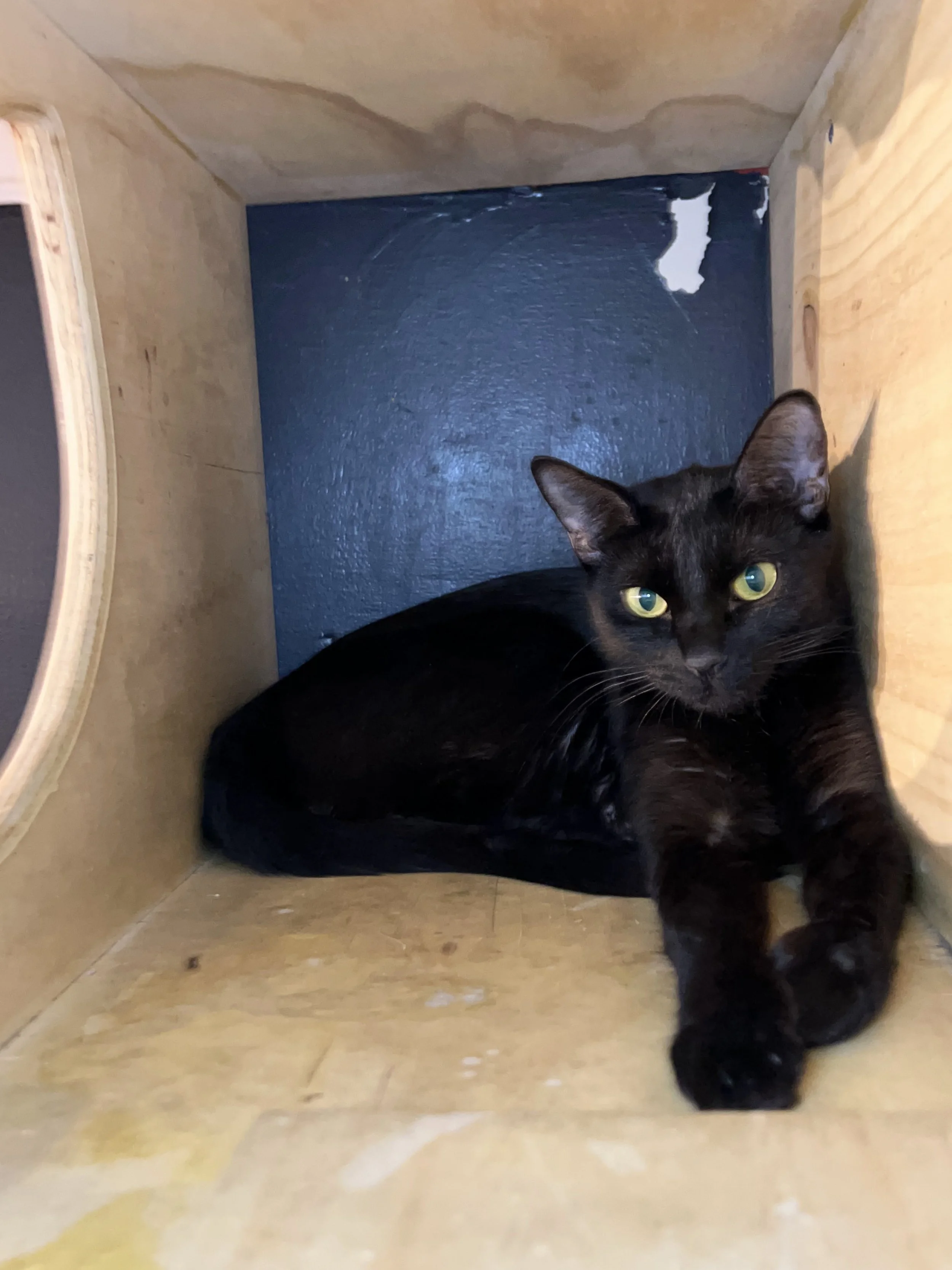 Cats — Denver Cat Company