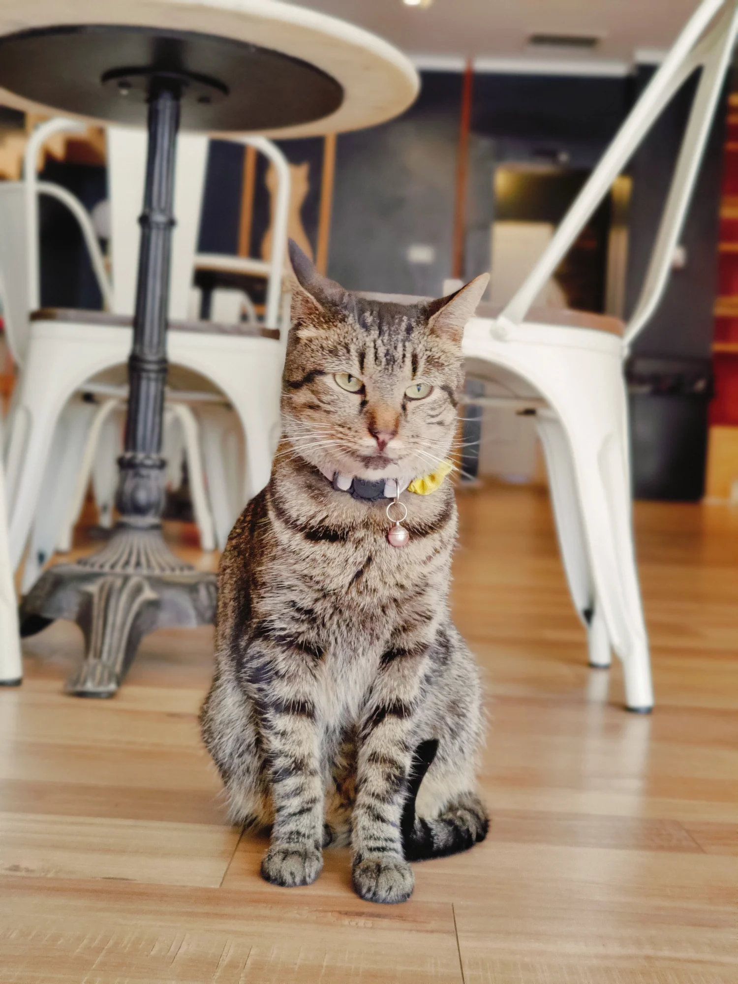 Cats — Denver Cat Company