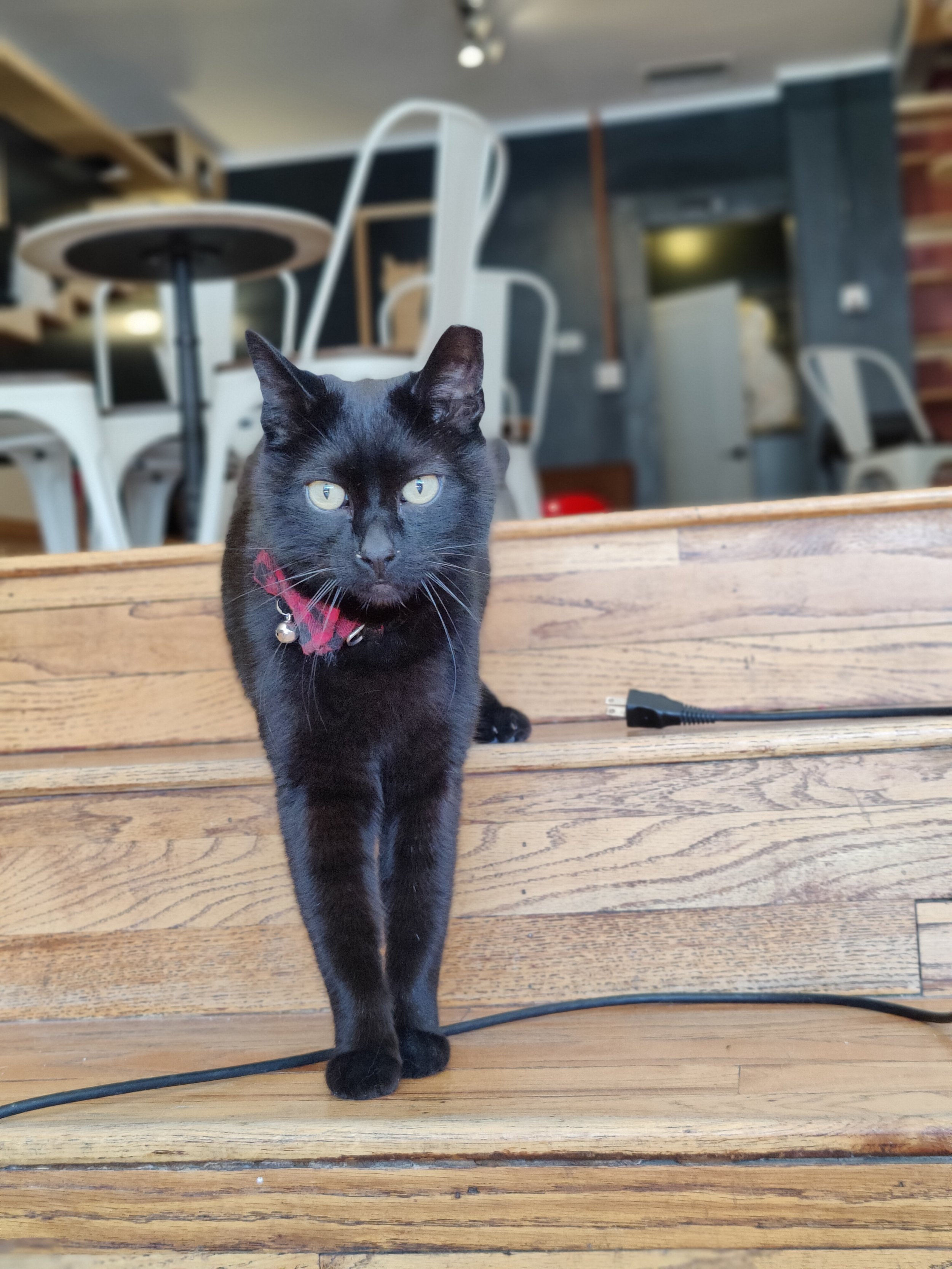 Cats — Denver Cat Company