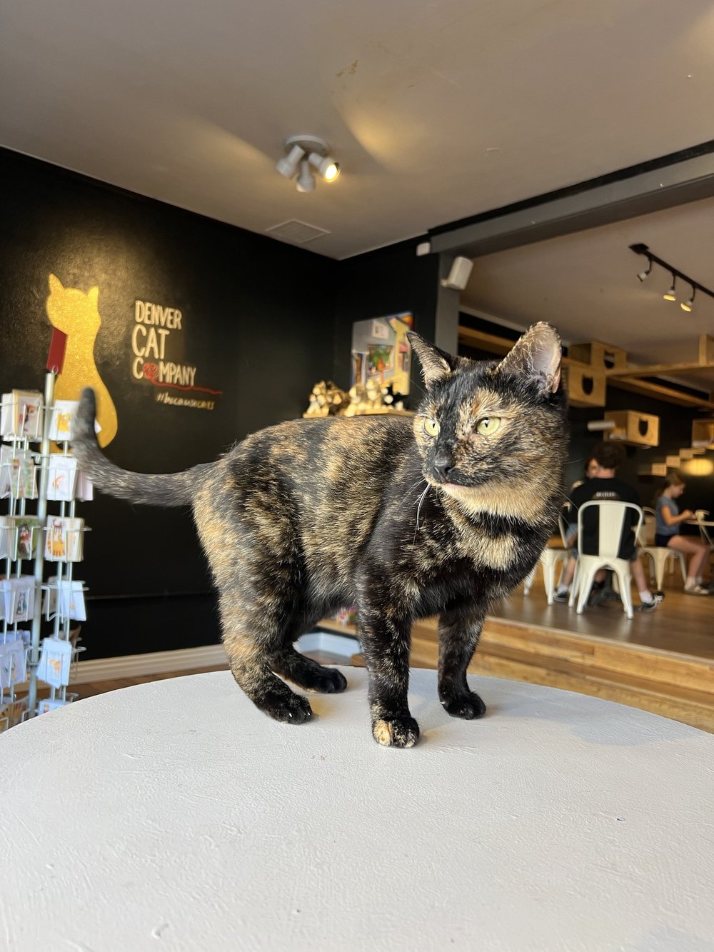 Cats — Denver Cat Company