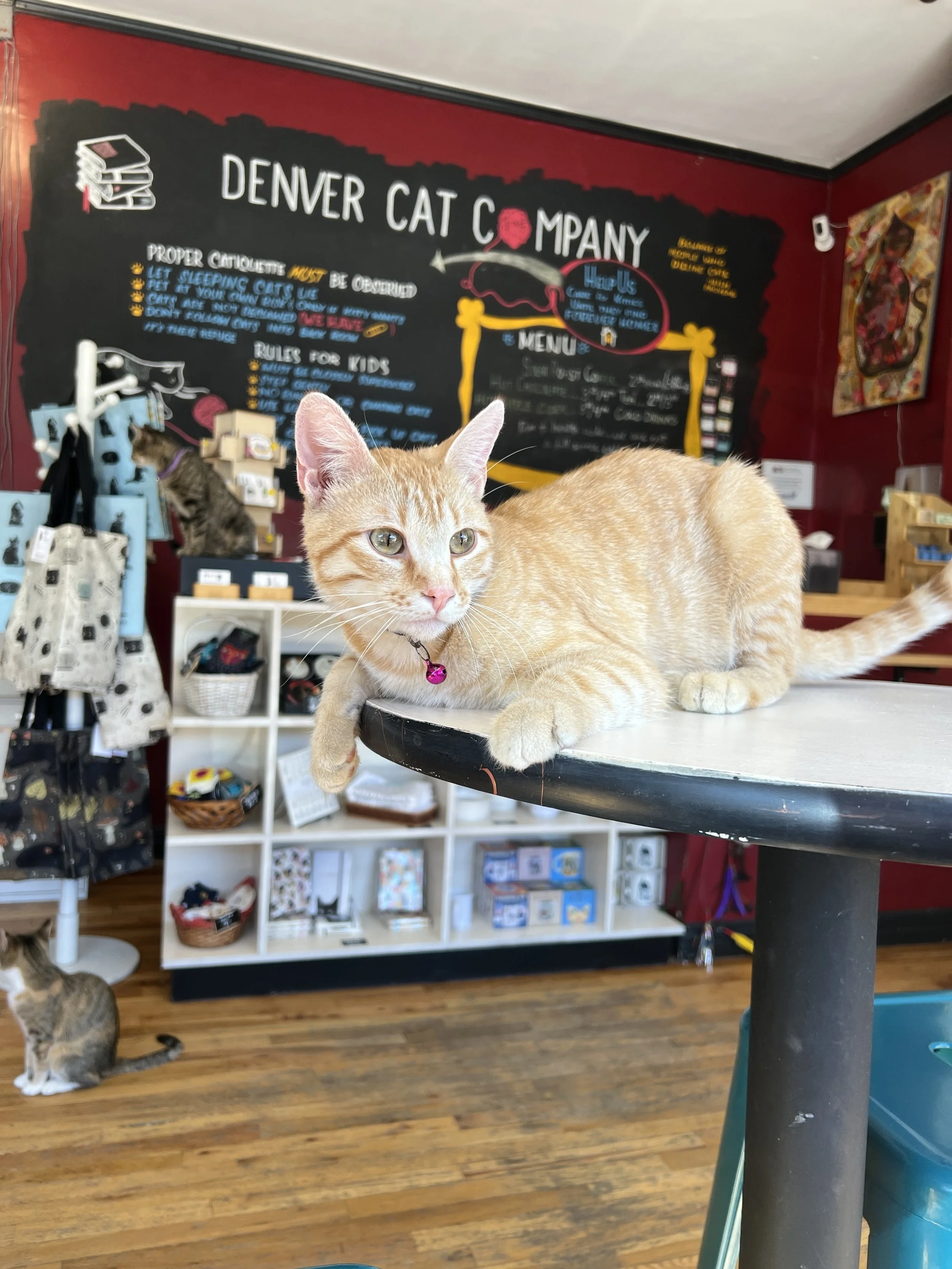 Cats — Denver Cat Company