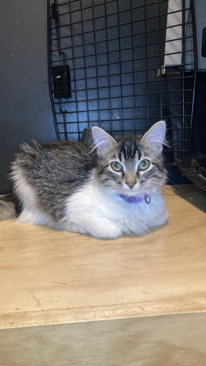 Cats — Denver Cat Company