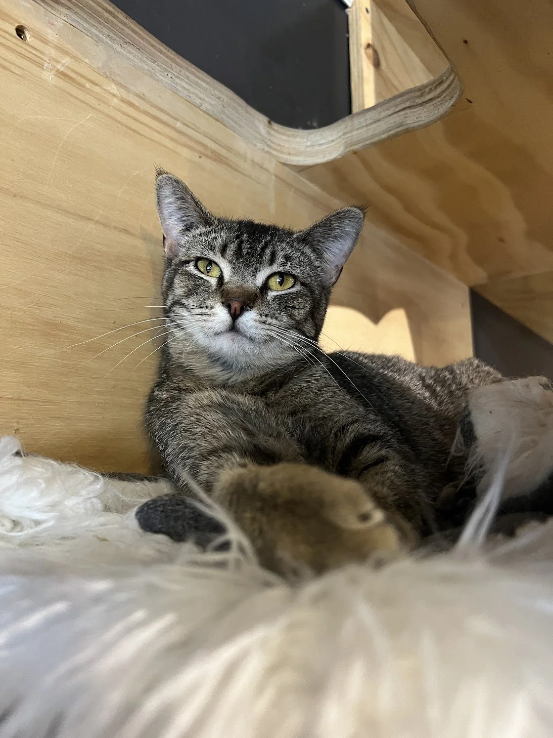 Cats — Denver Cat Company