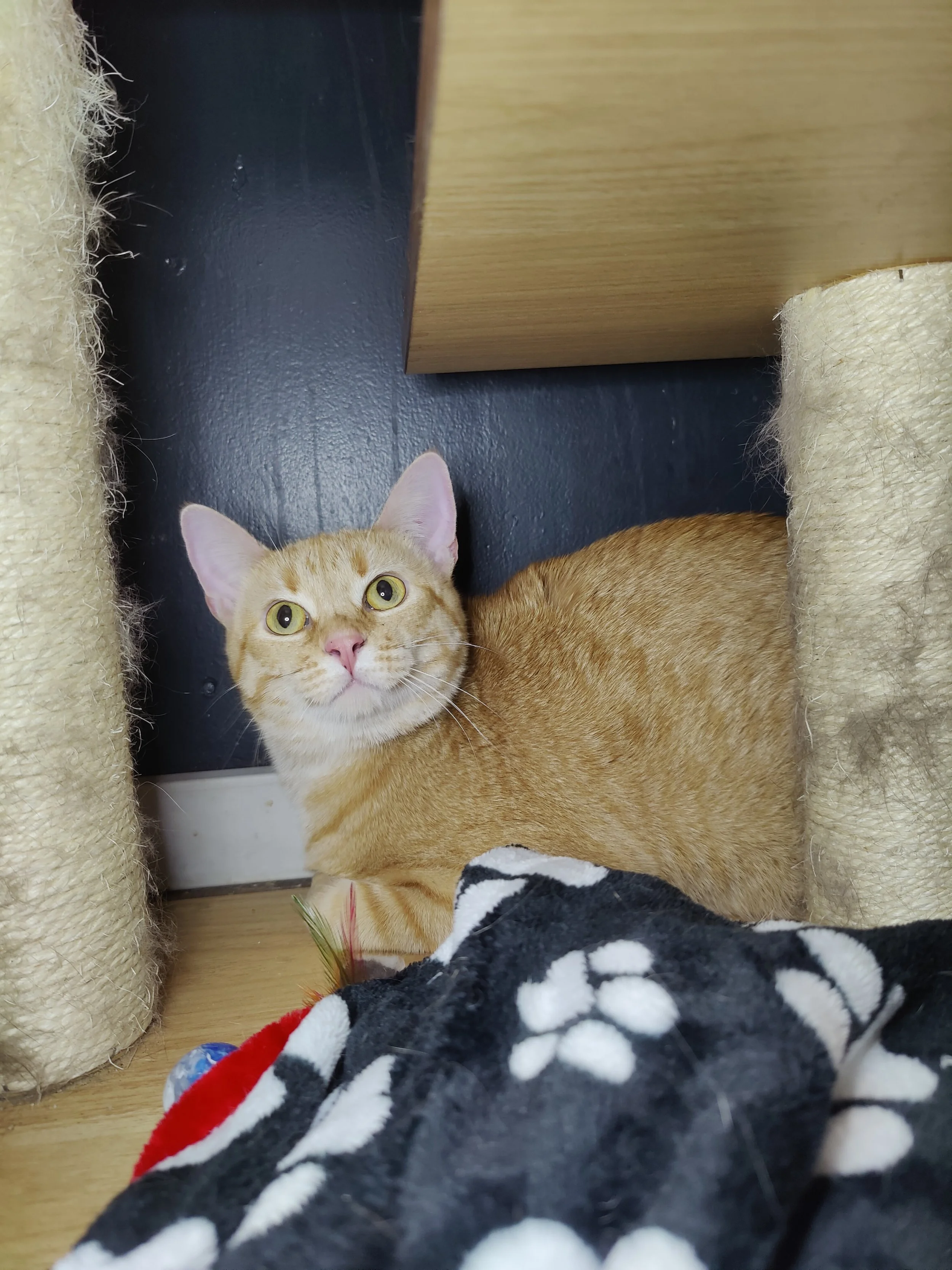 Cats — Denver Cat Company