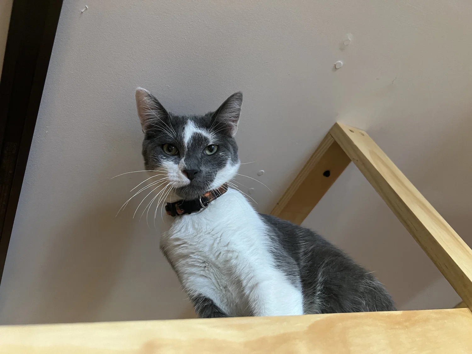 Cats — Denver Cat Company