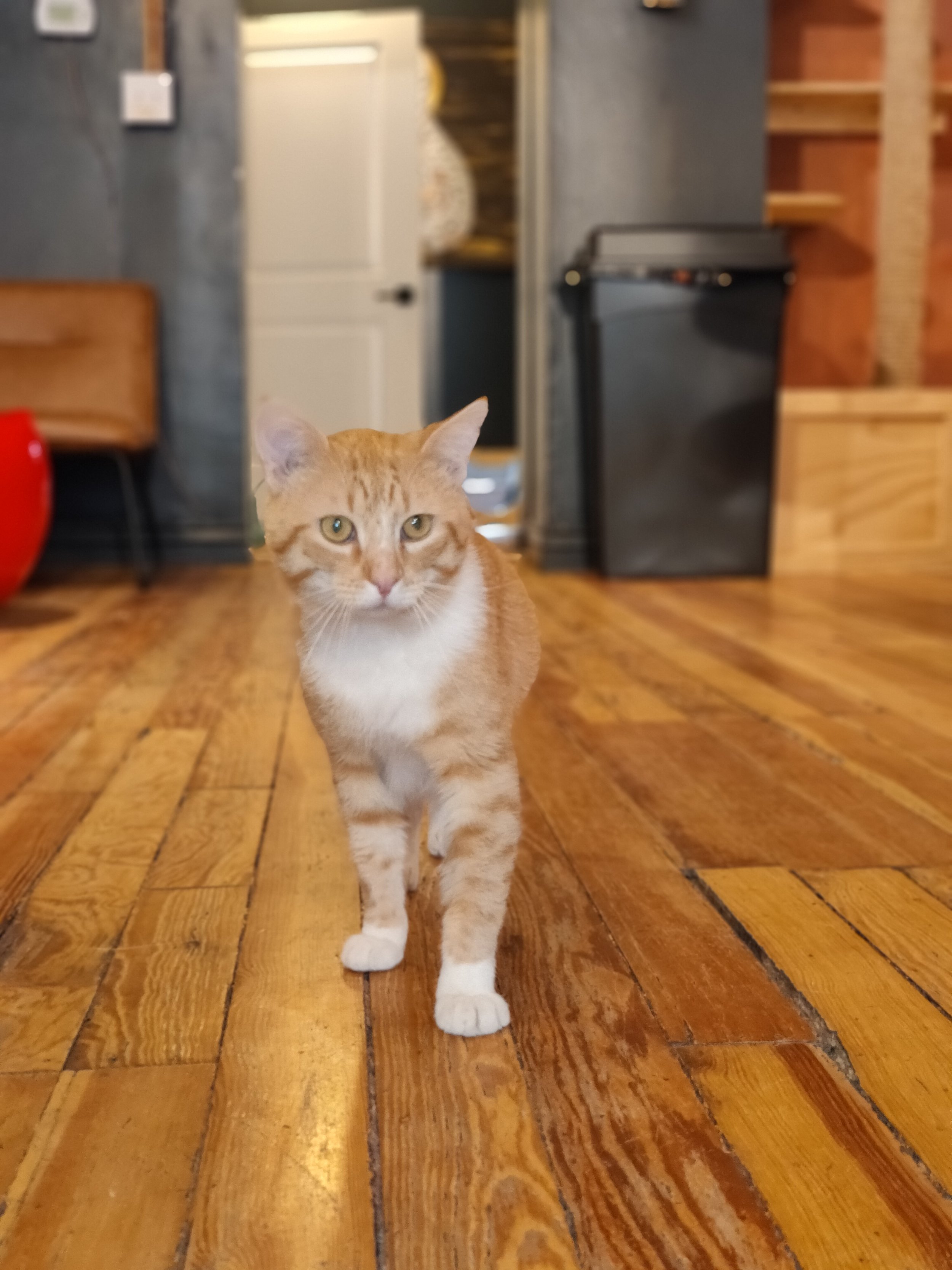 Cats — Denver Cat Company