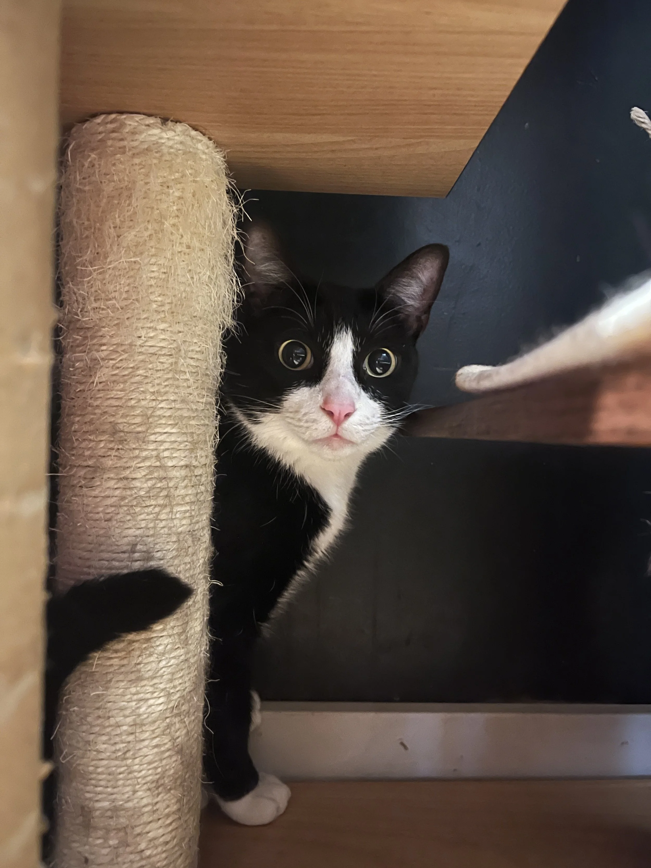 Cats — Denver Cat Company