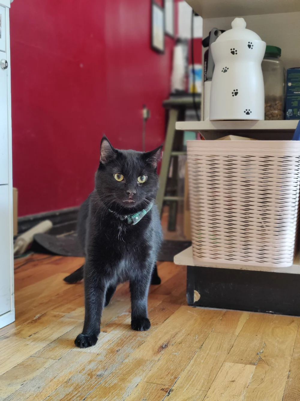 Cats — Denver Cat Company
