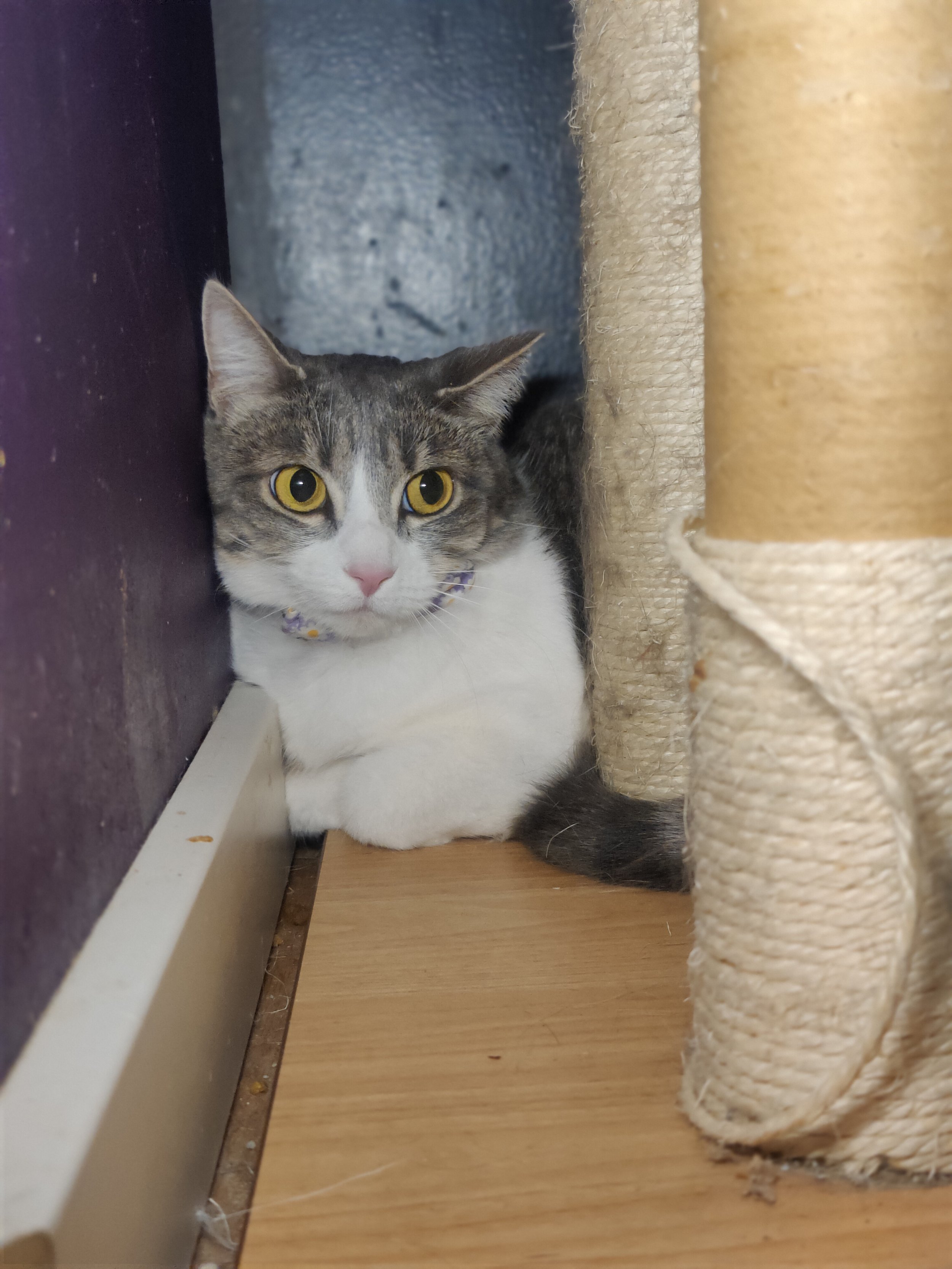 Cats — Denver Cat Company