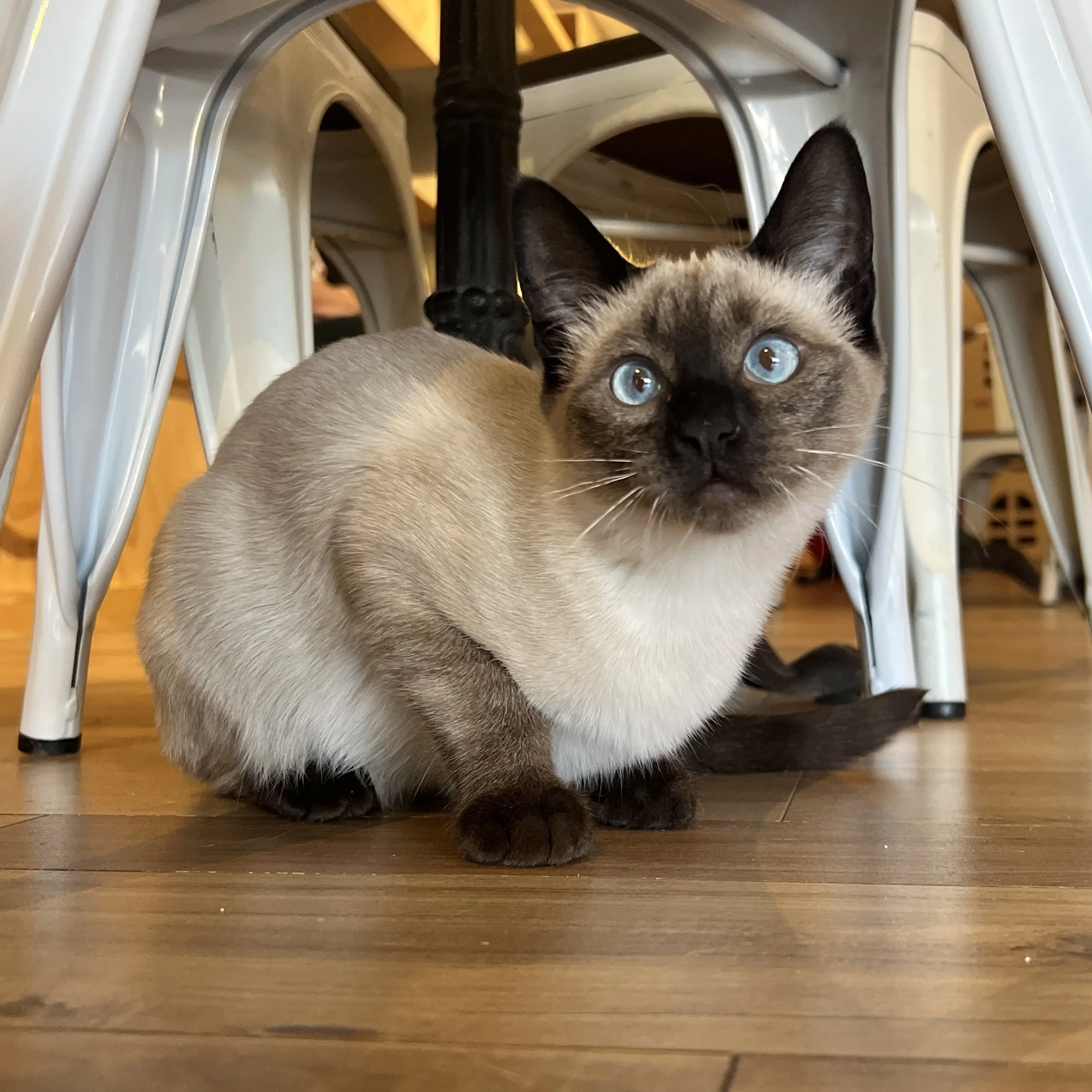 Cats — Denver Cat Company