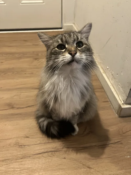 Cats — Denver Cat Company