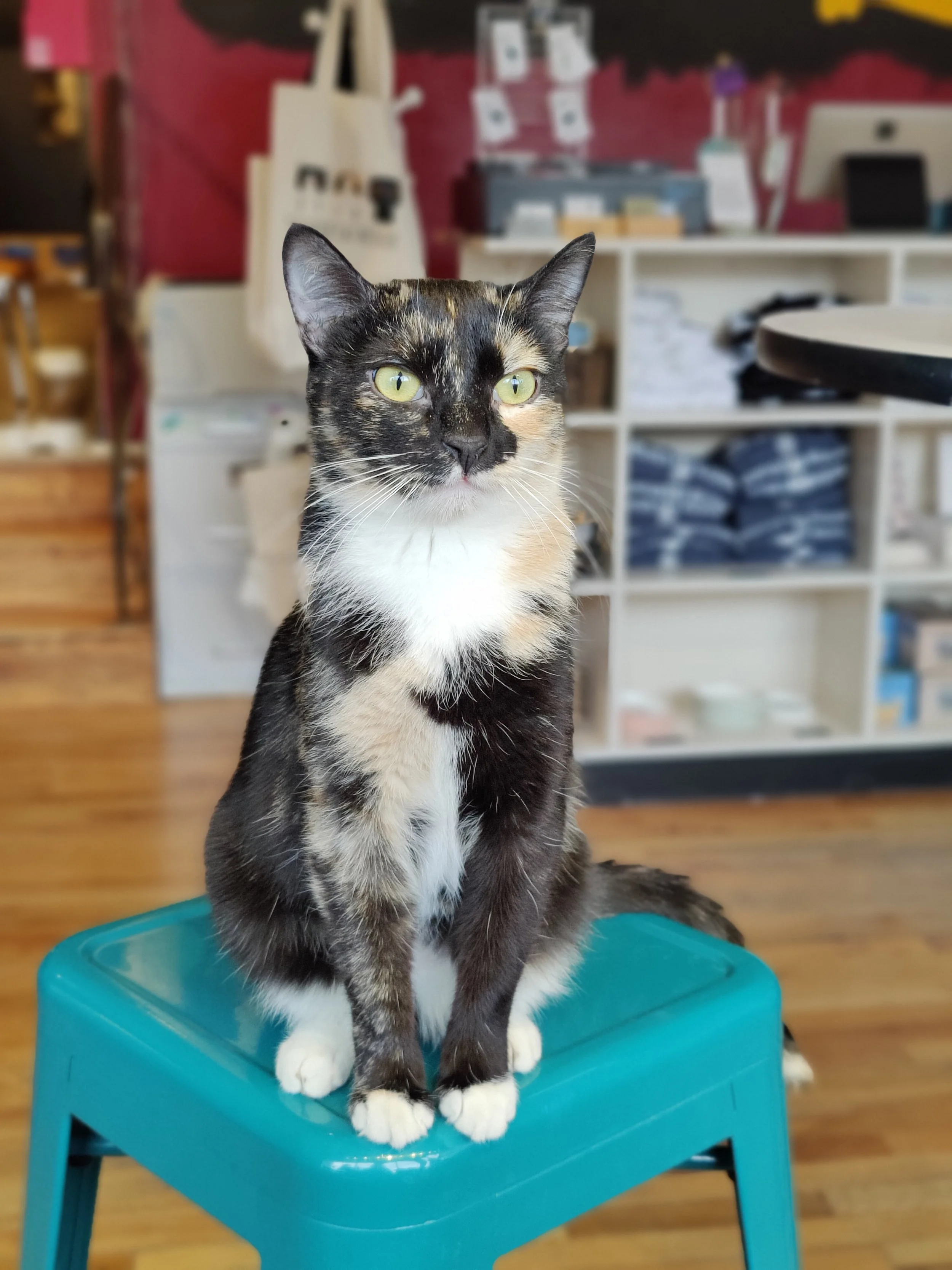 Cats — Denver Cat Company