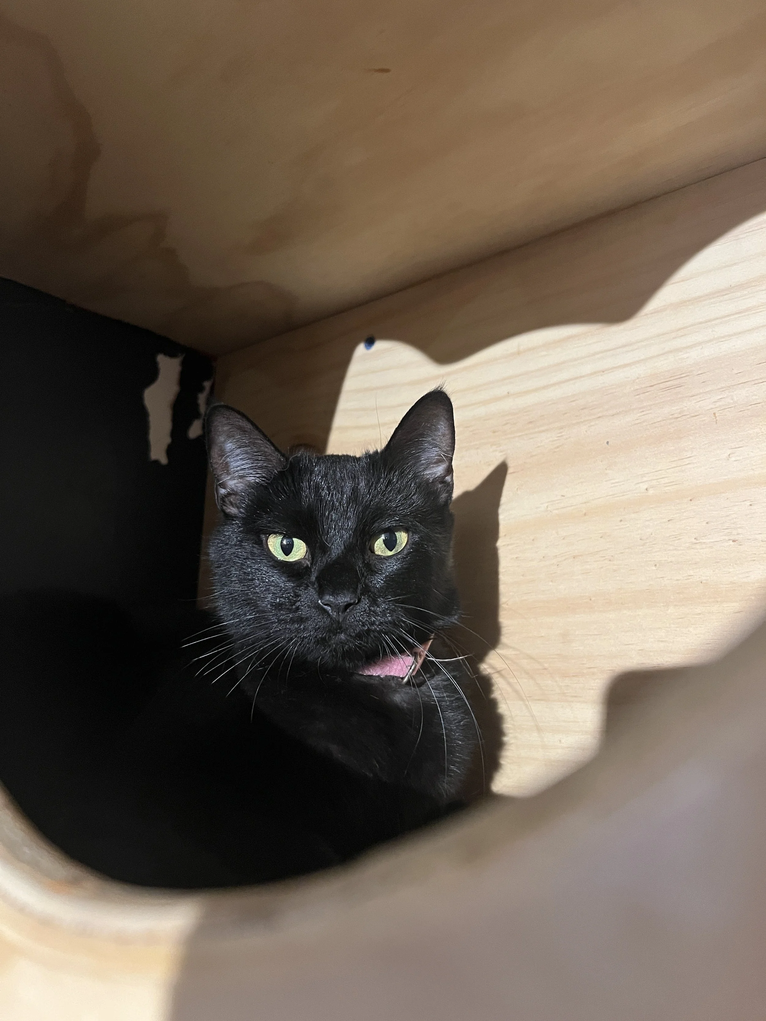 Cats — Denver Cat Company