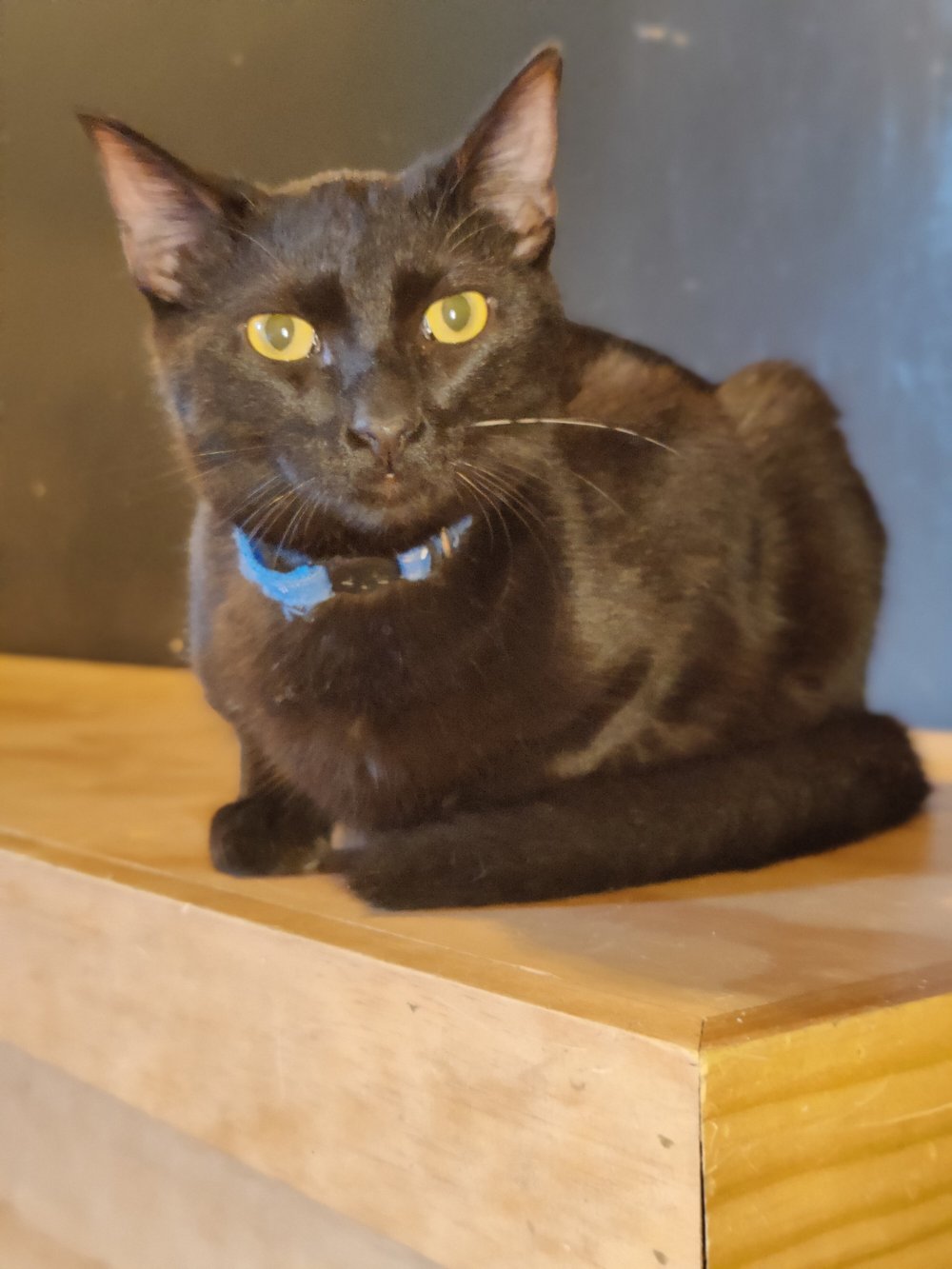 Cats — Denver Cat Company