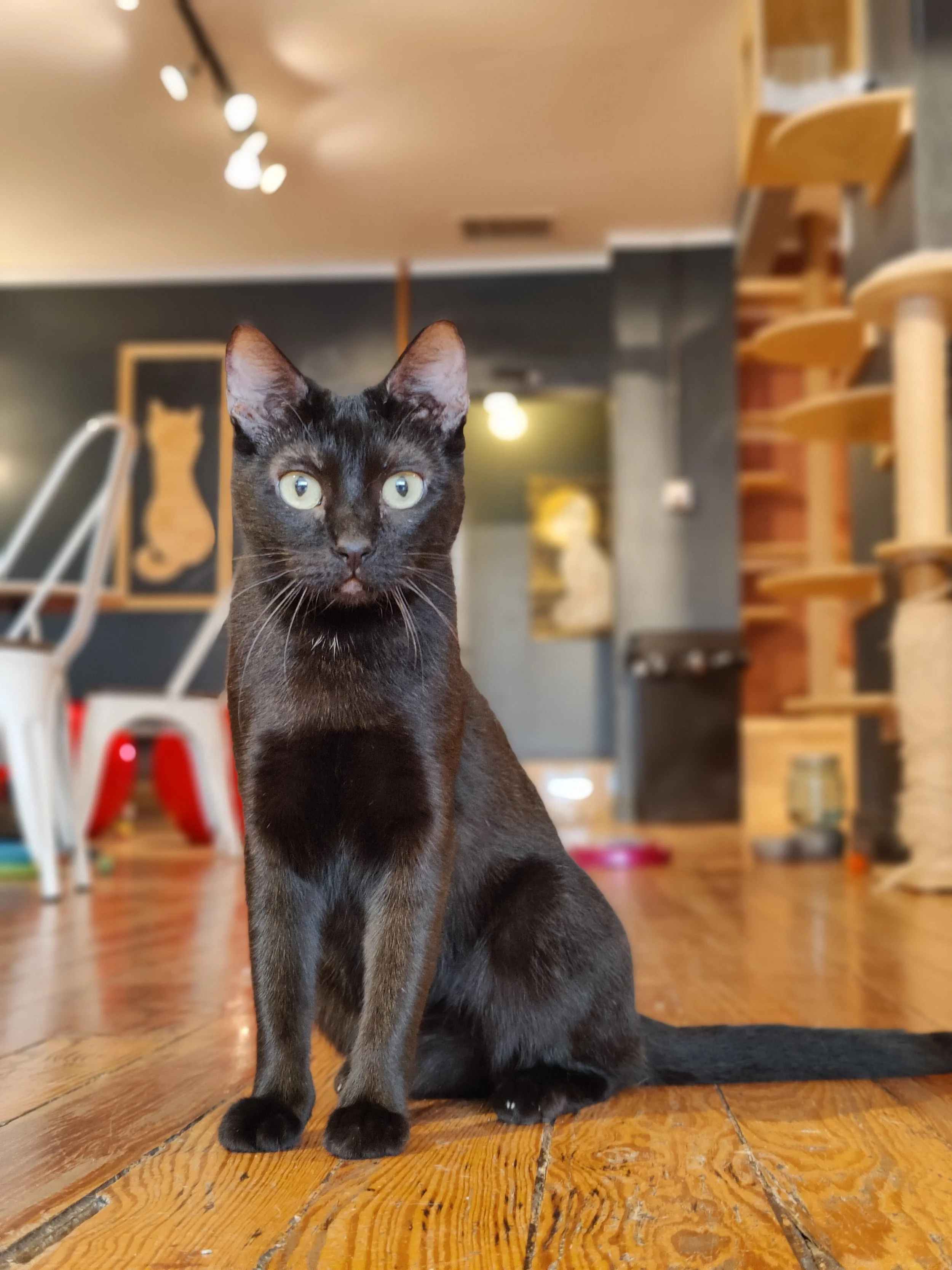 Cats — Denver Cat Company