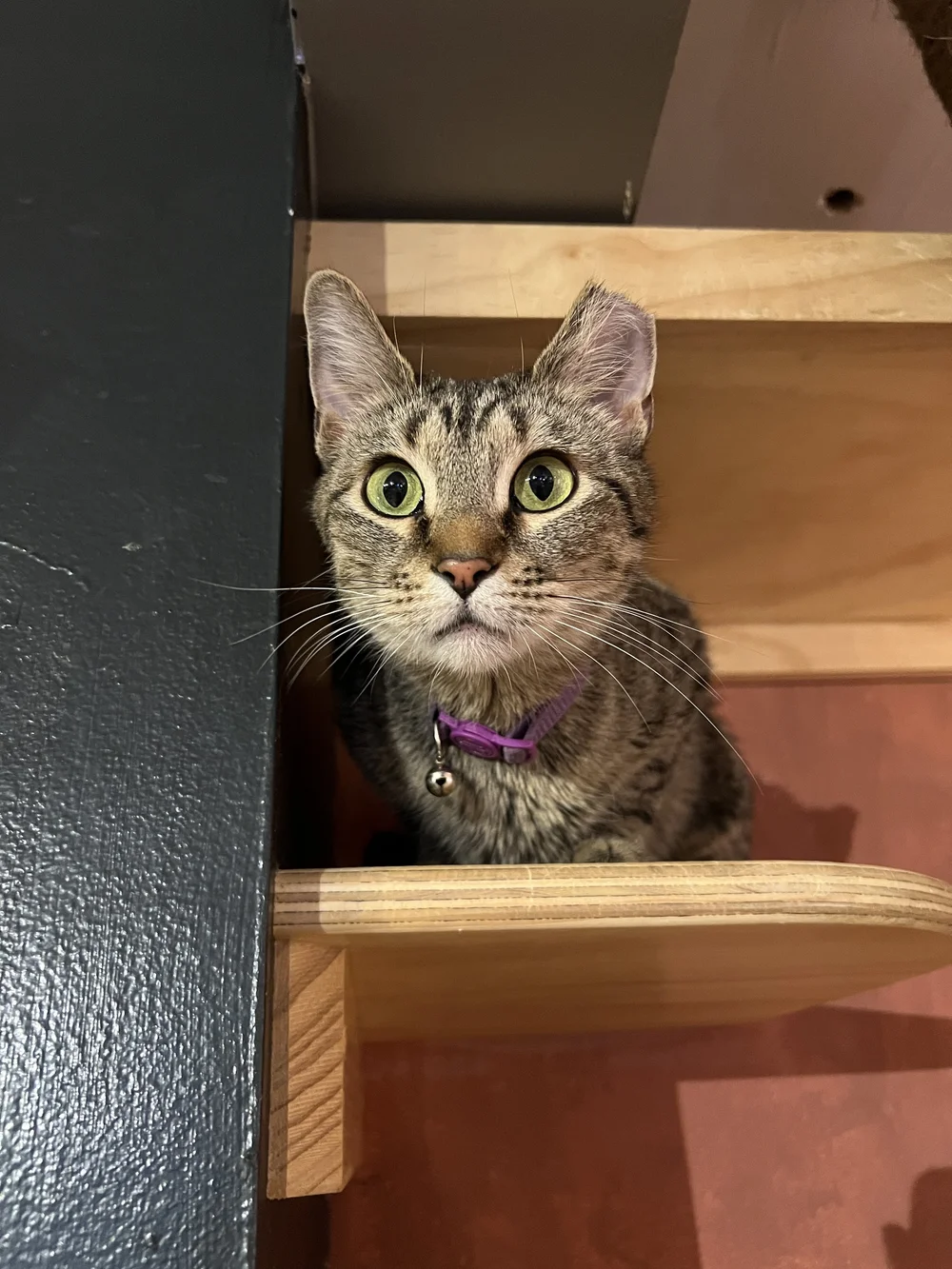 Cats — Denver Cat Company