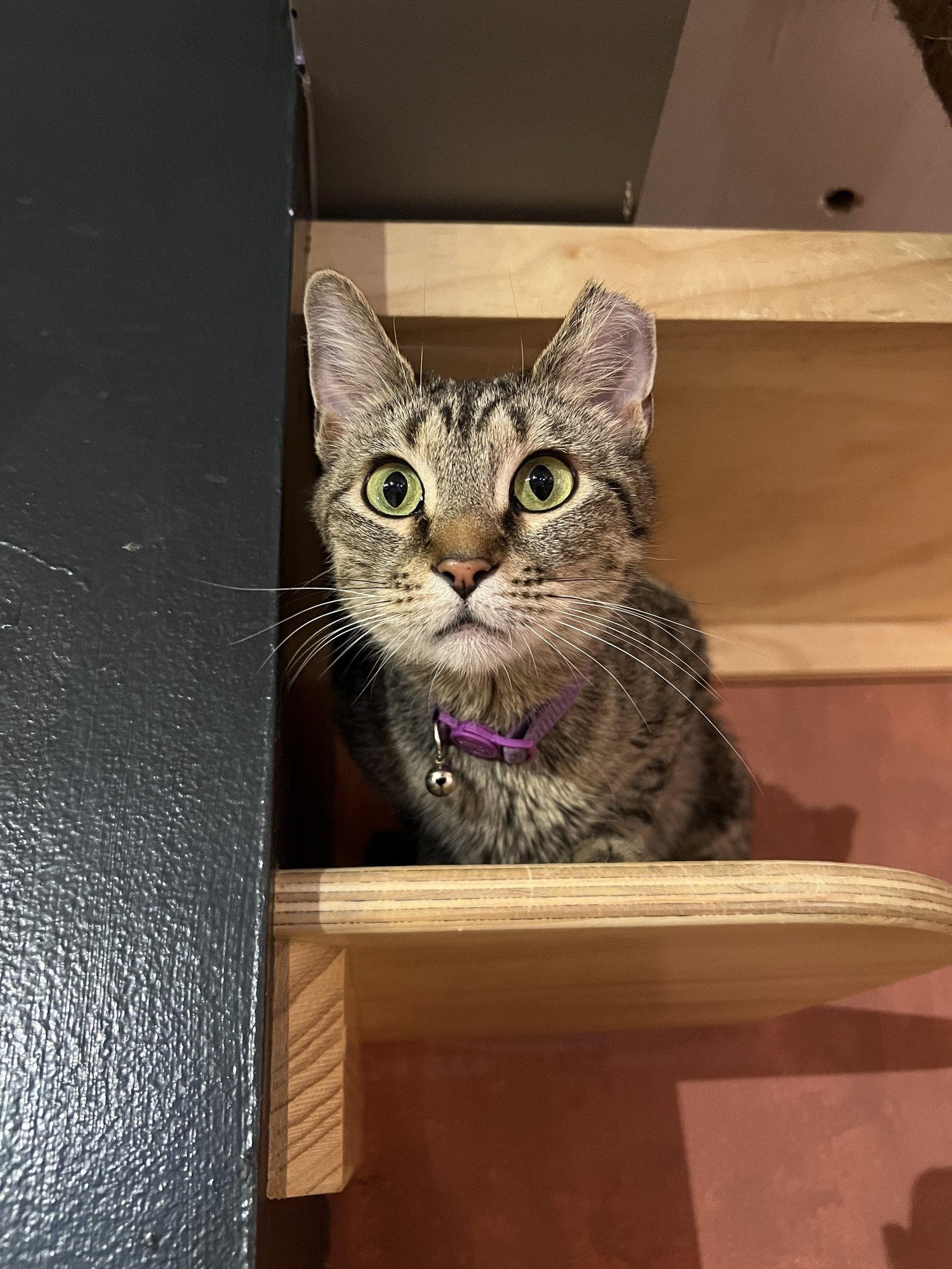 Cats — Denver Cat Company