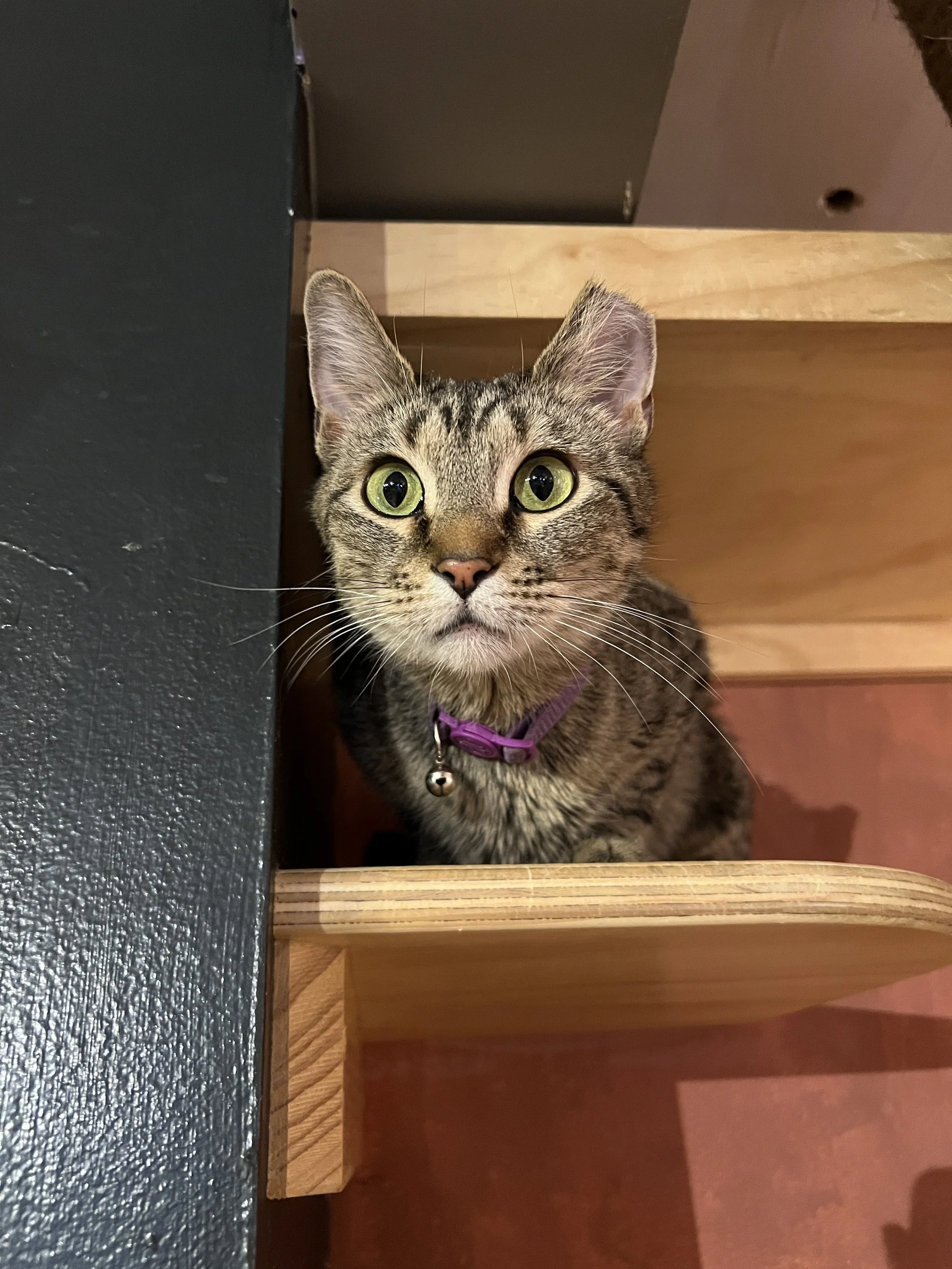 Cats — Denver Cat Company