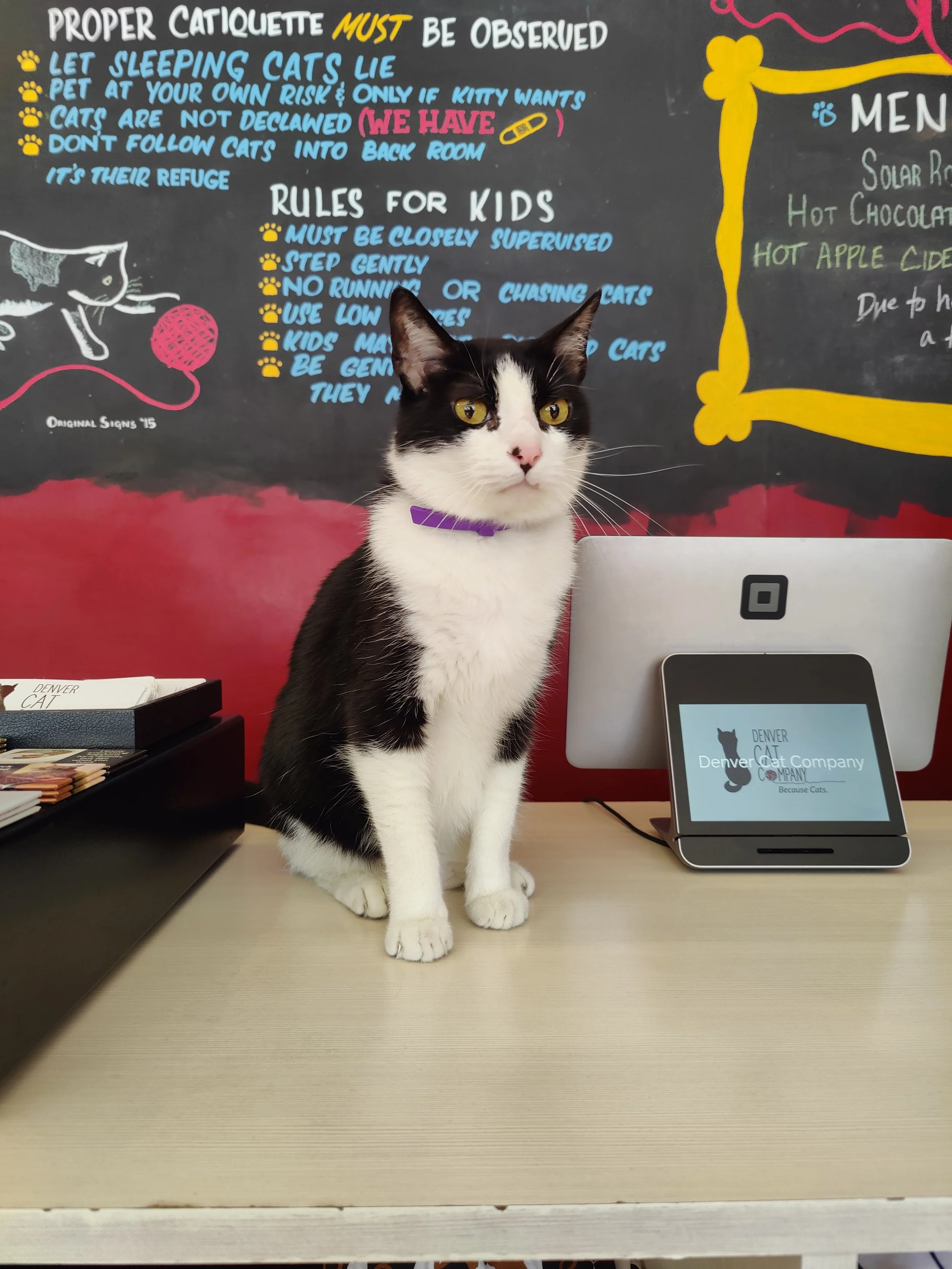 Cats — Denver Cat Company