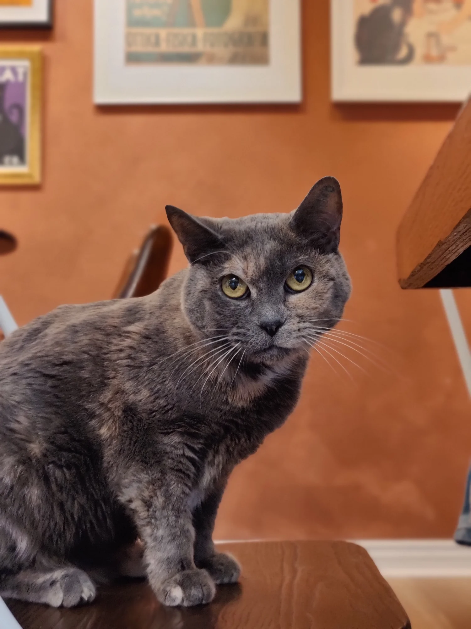 Cats — Denver Cat Company