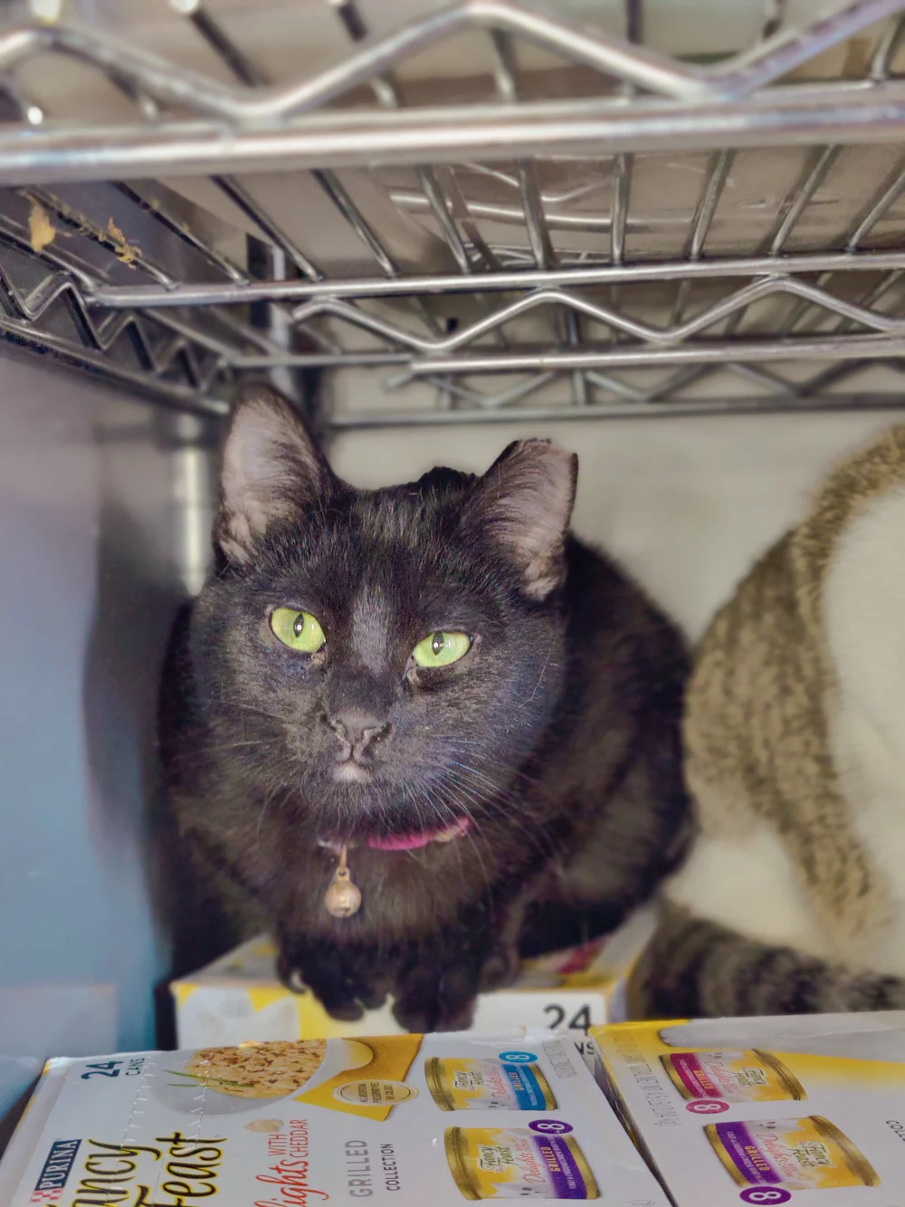 Cats — Denver Cat Company