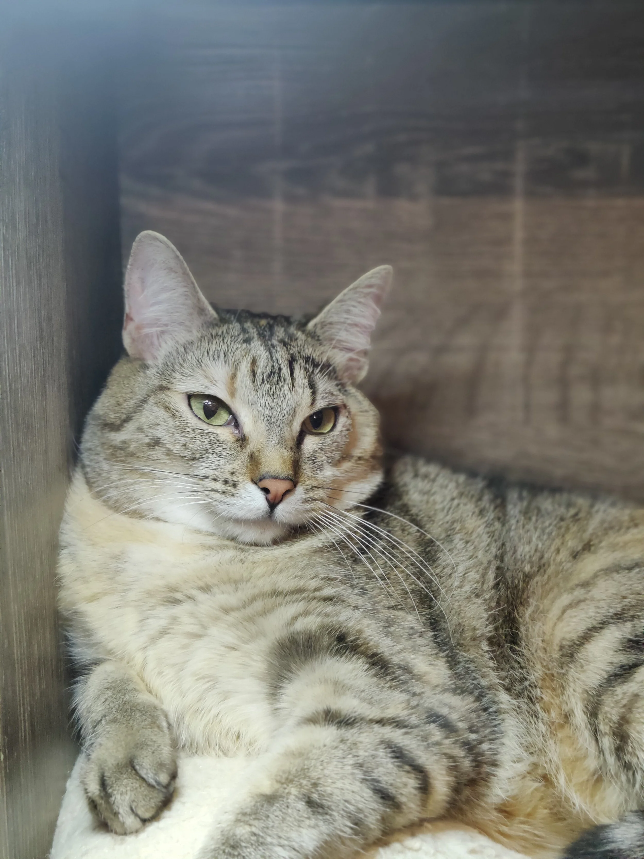 Cats — Denver Cat Company