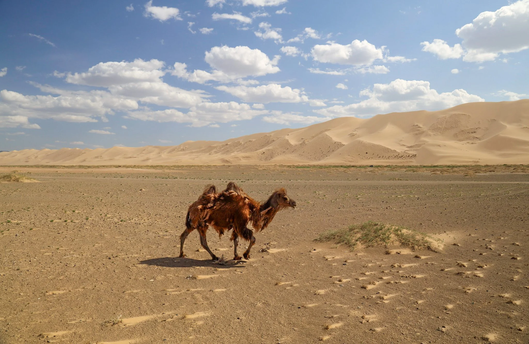 GOBI GURVAN SAIKHAN NATIONAL PARK — The Go Atlas
