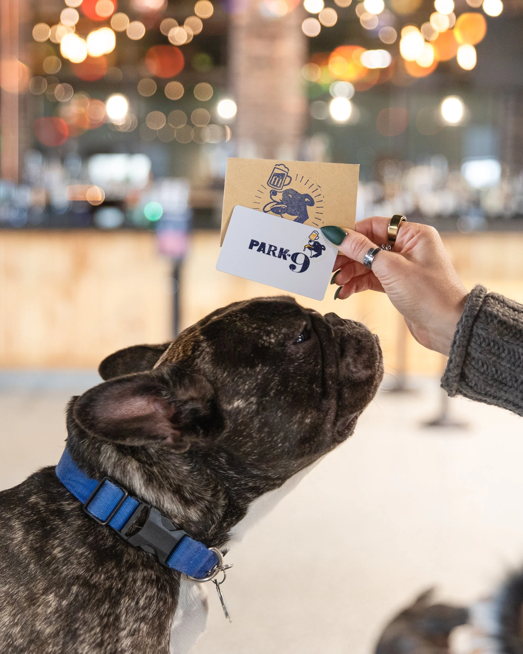 Boston's Only Dog Bar, Park, and Daycare - Park-9 Dog Bar