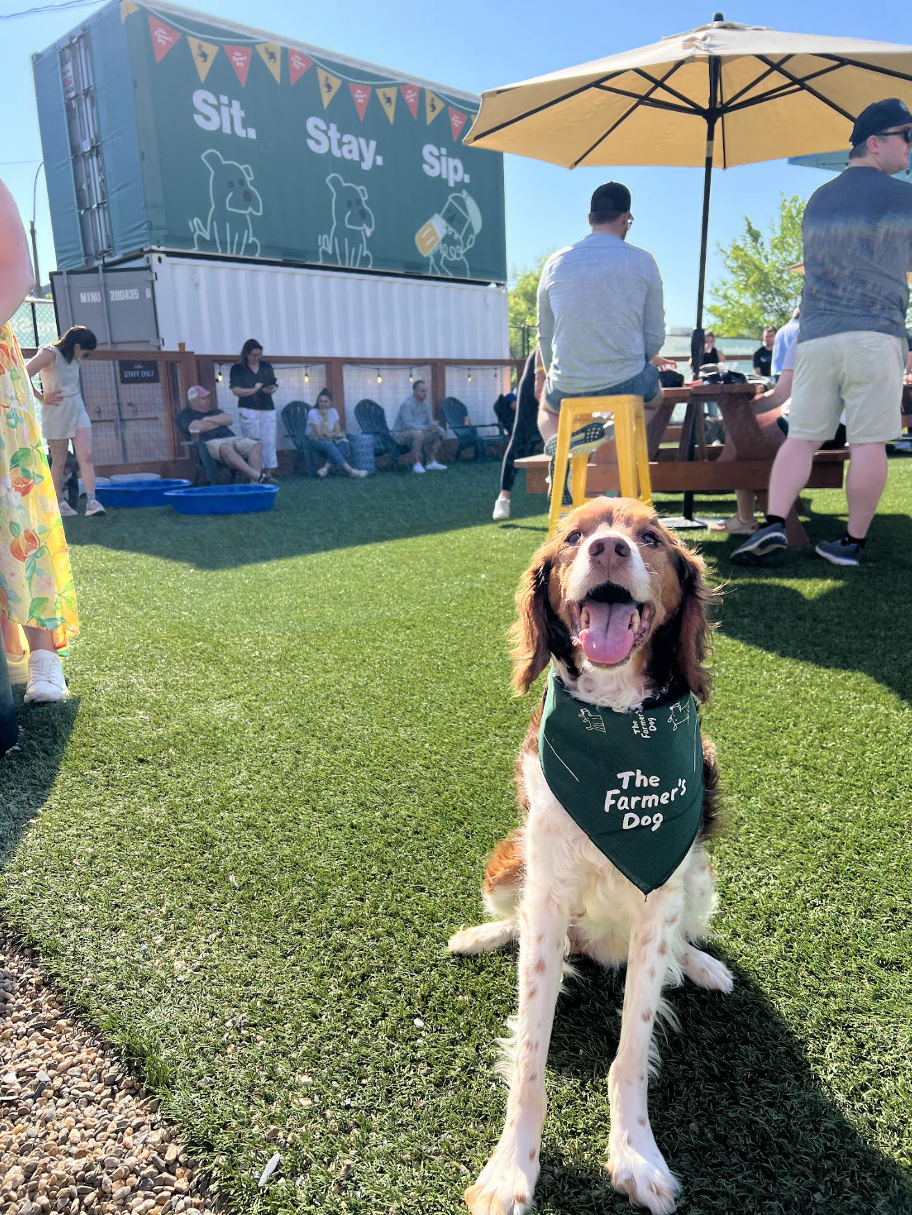 Park-9 Fenway | The Station — Park-9 Dog Bar