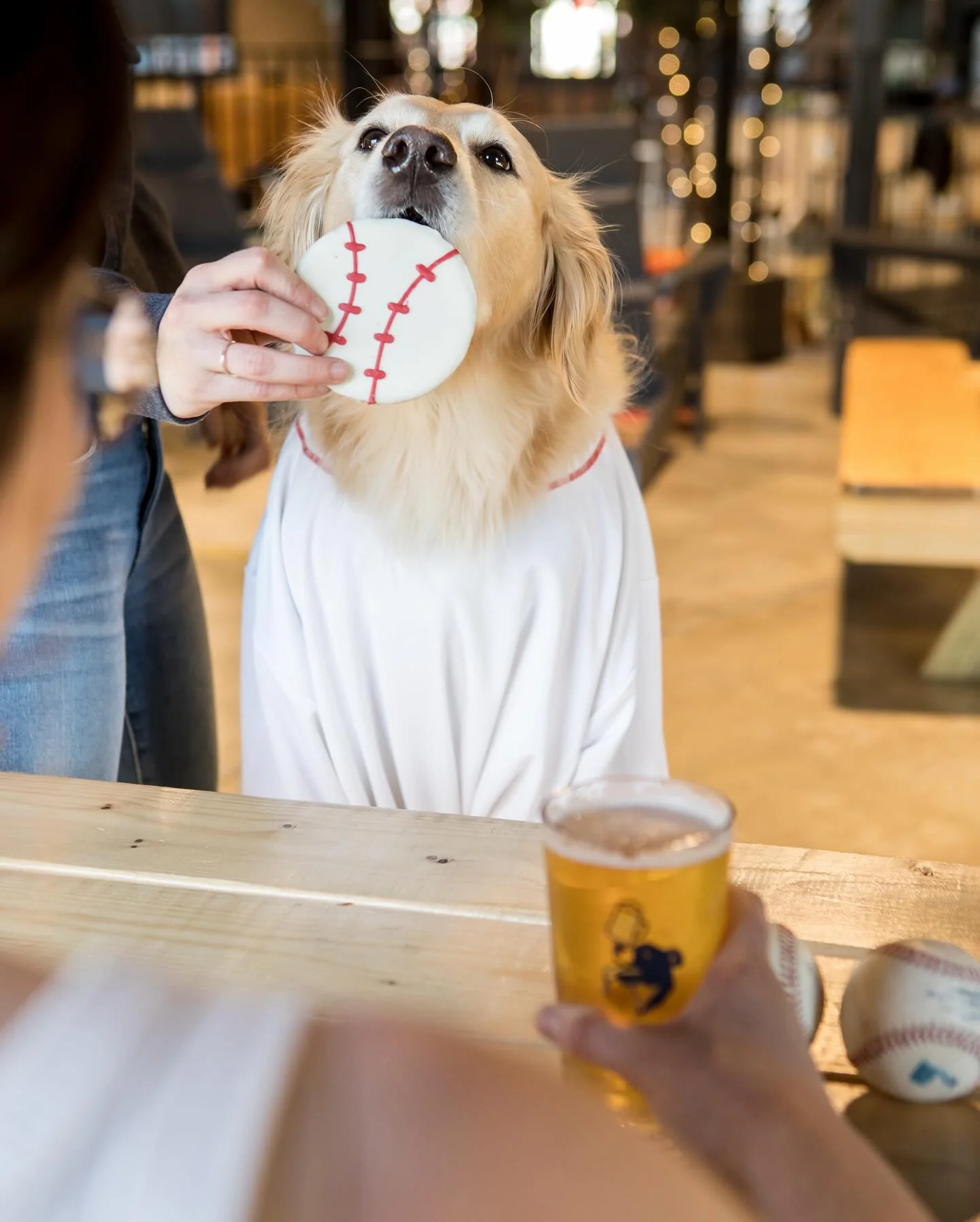 Park-9 Fenway | The Station — Park-9 Dog Bar