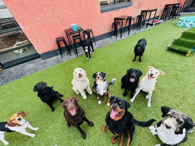 Boston's Only Dog Bar, Park, and Daycare - Park-9 Dog Bar