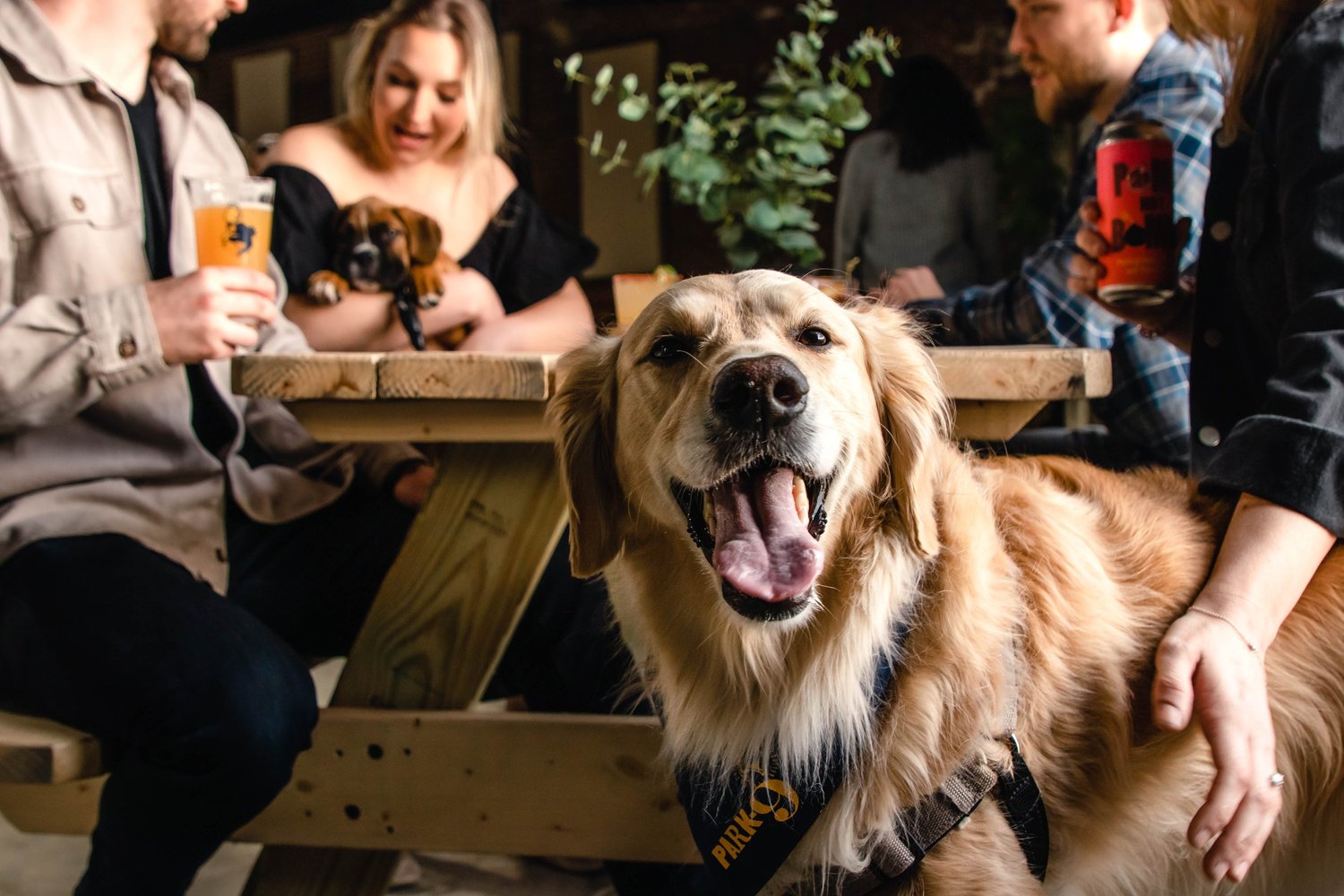 Our Indoor (and Outdoor) Dog Park and Bar — Park-9 Dog Bar