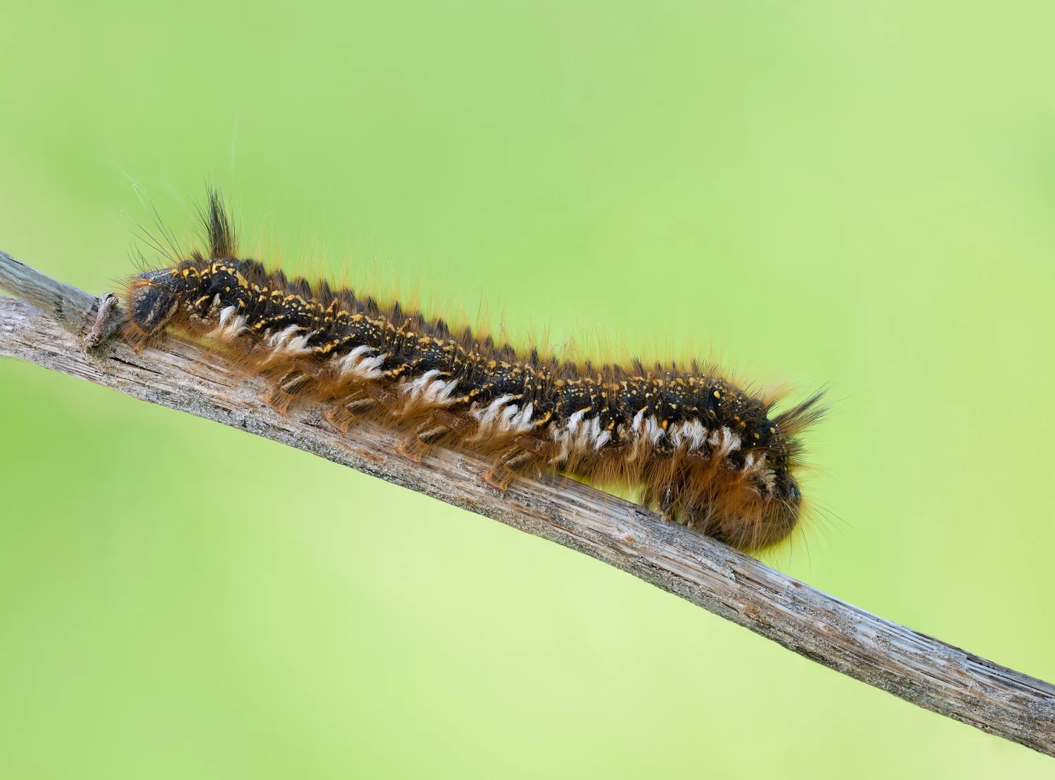 Introduction to Macro Photography - Workshop