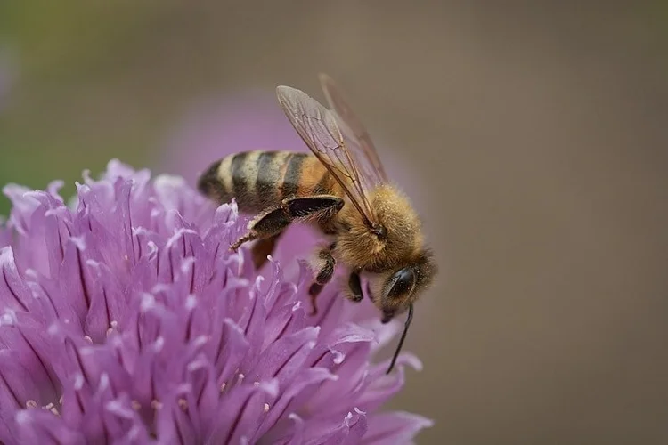 24 Tips for Fantastic Flower Photography