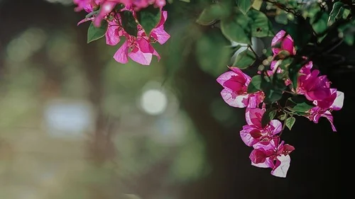 24 Tips for Fantastic Flower Photography