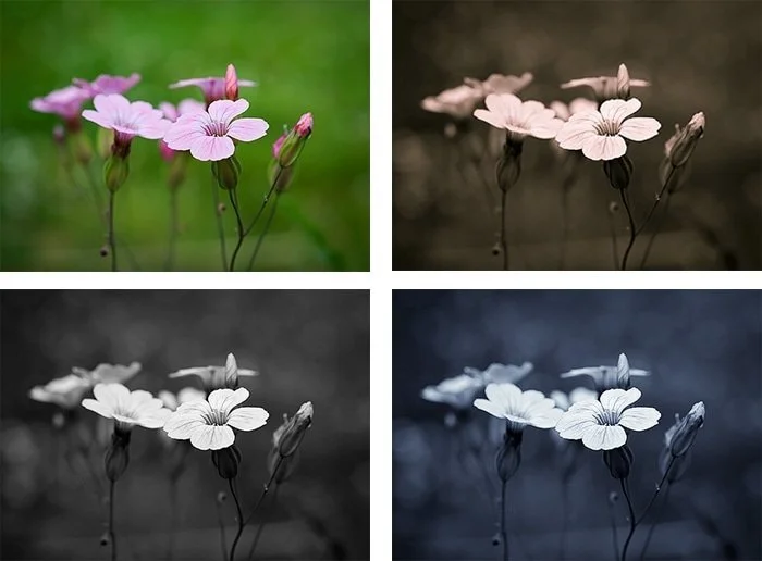 Tips for Editing Black and White Photos in Lightroom?