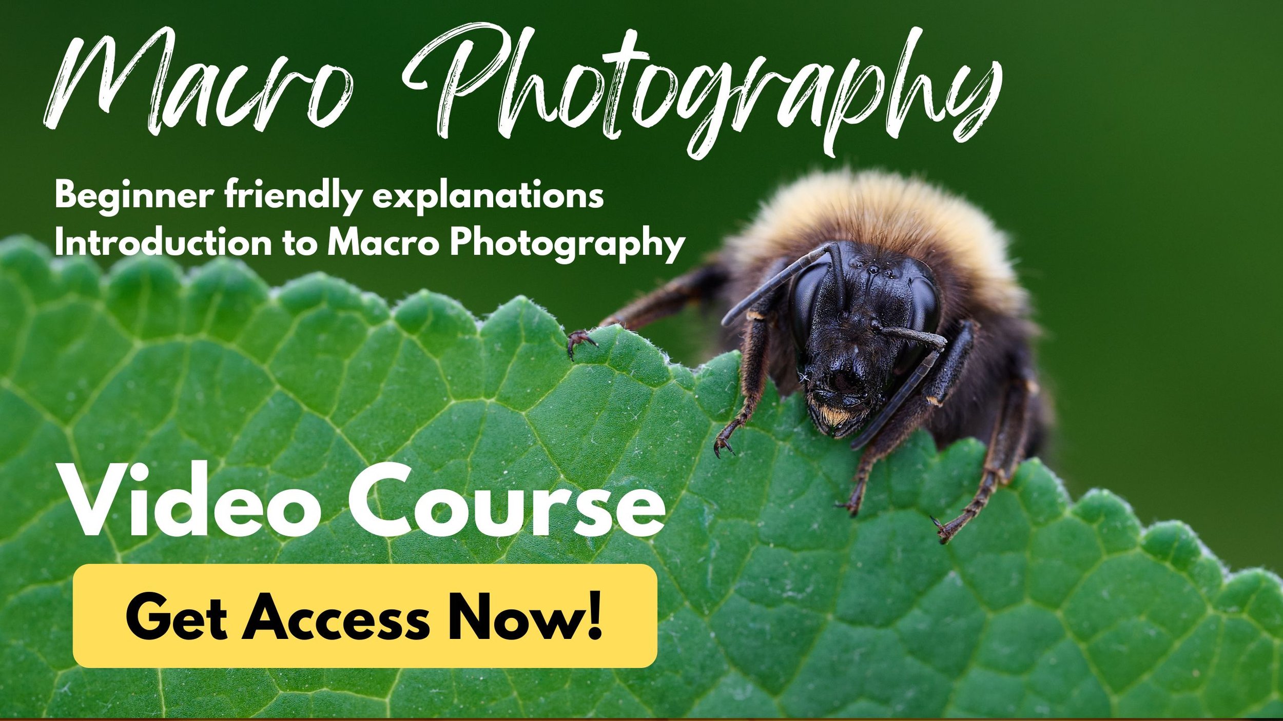 Macro Photography Lighting: Beginner Guide to Macro Photography