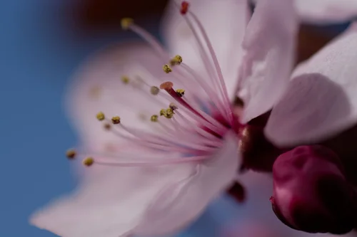 24 Tips for Fantastic Flower Photography