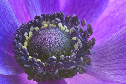 24 Tips for Fantastic Flower Photography