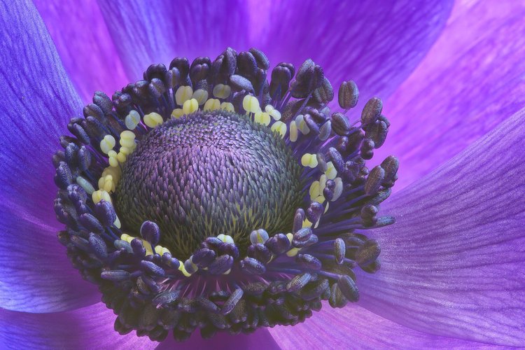 24 Tips for Fantastic Flower Photography