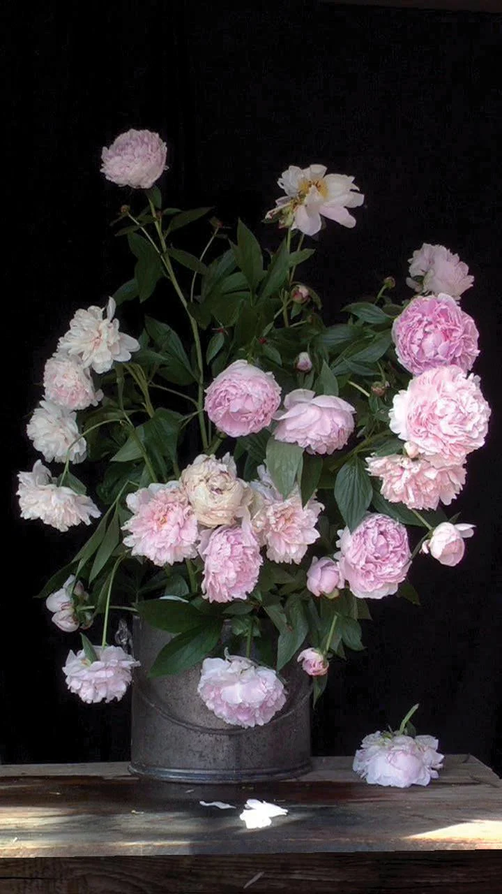 General 2 — Gallery Elle