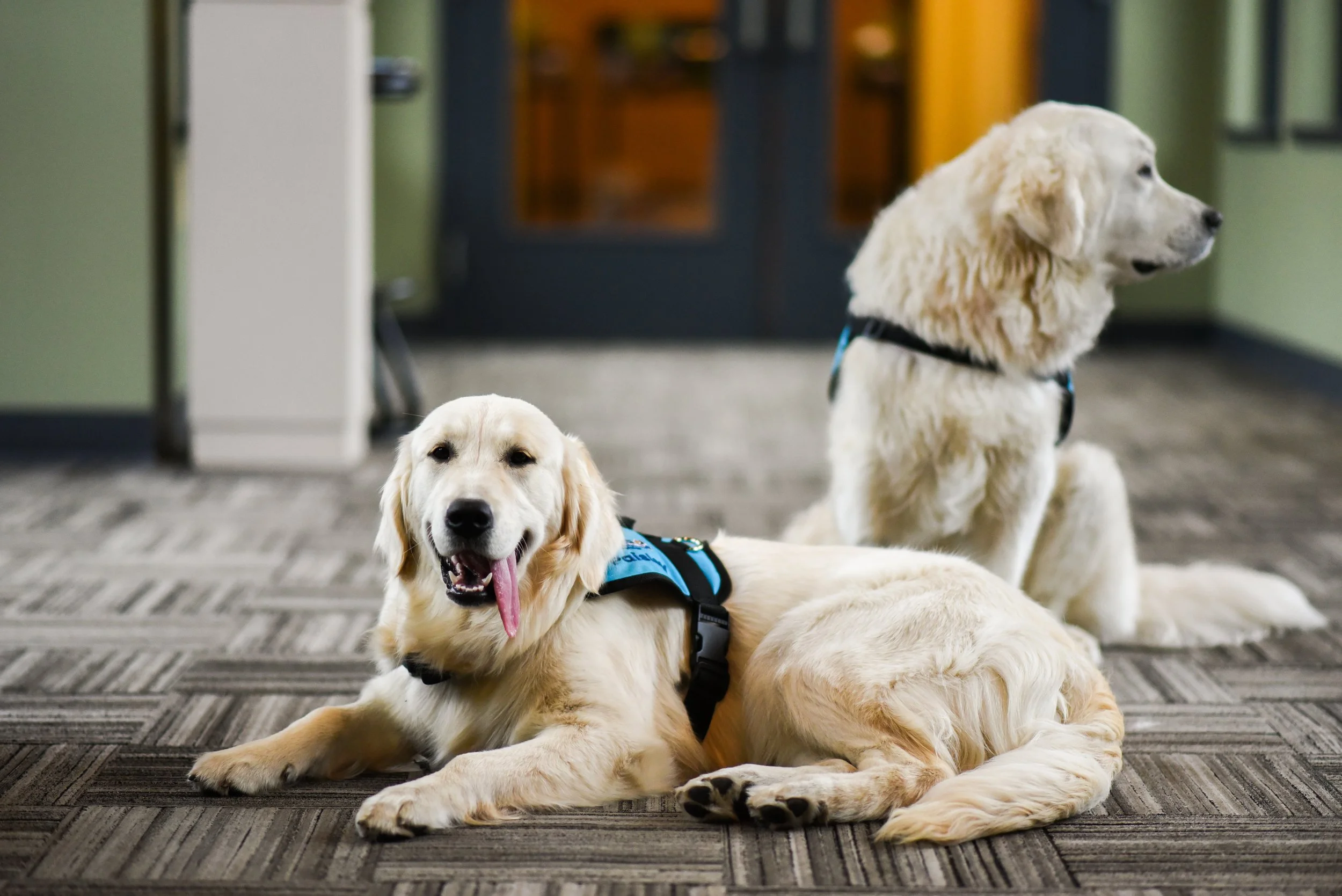 Life Tails Pet Cremation