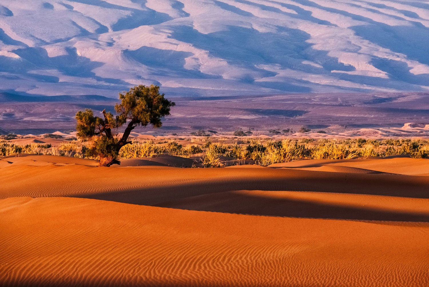 7 skills for survival in the Sahara Desert — OUTSYDA