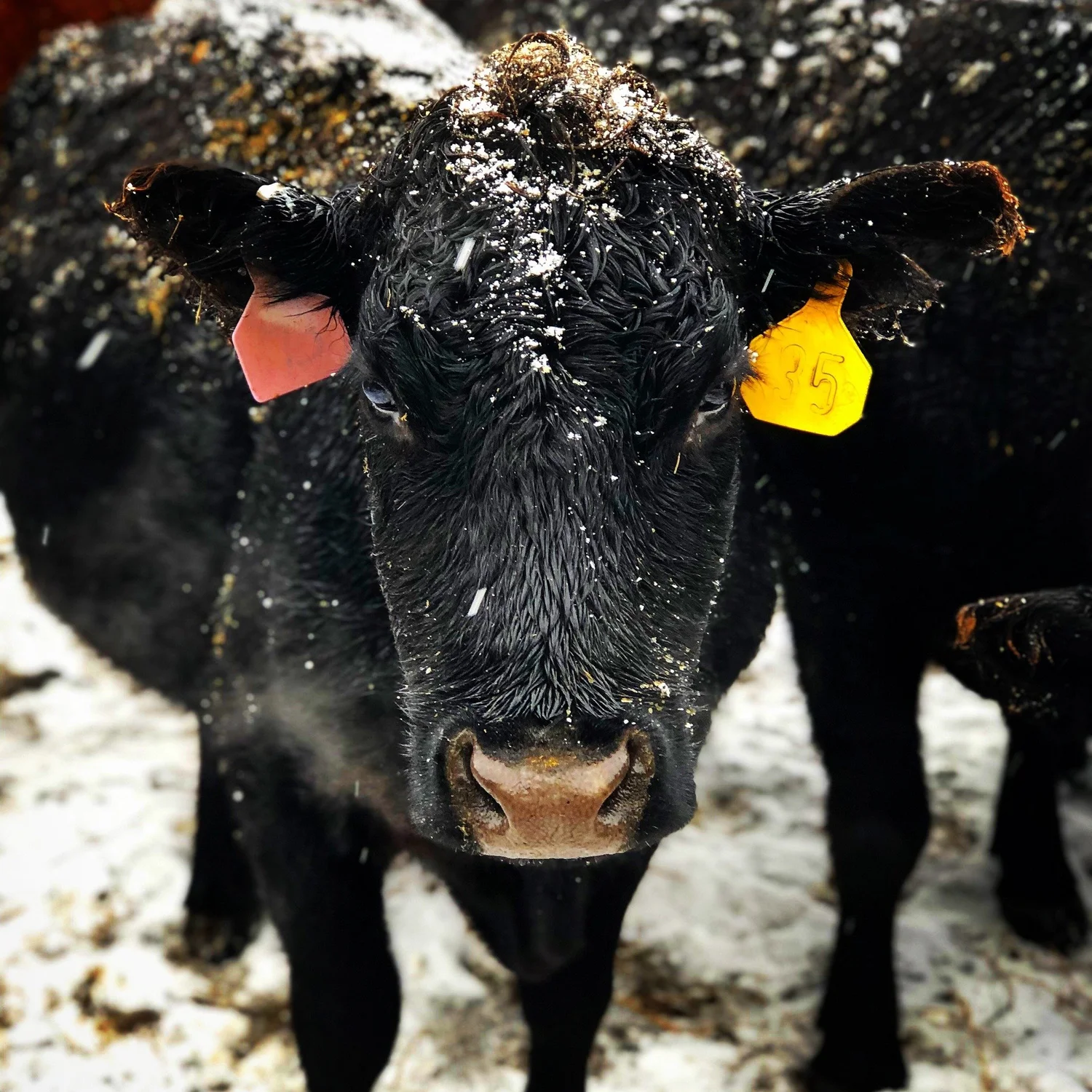 Brummel Beef and Locker LLC
