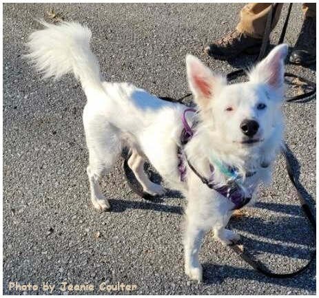 Services — Shelter Animals Rescue Group, Inc.