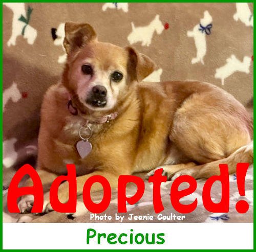 Services — Shelter Animals Rescue Group, Inc.