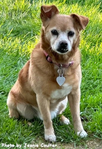 Services — Shelter Animals Rescue Group, Inc.