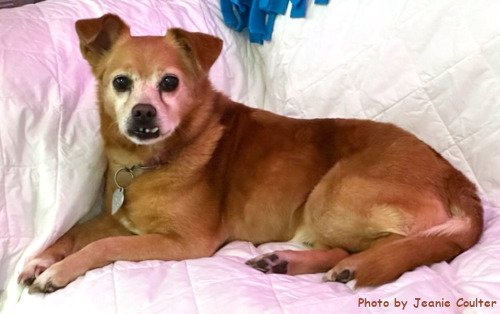 Services — Shelter Animals Rescue Group, Inc.